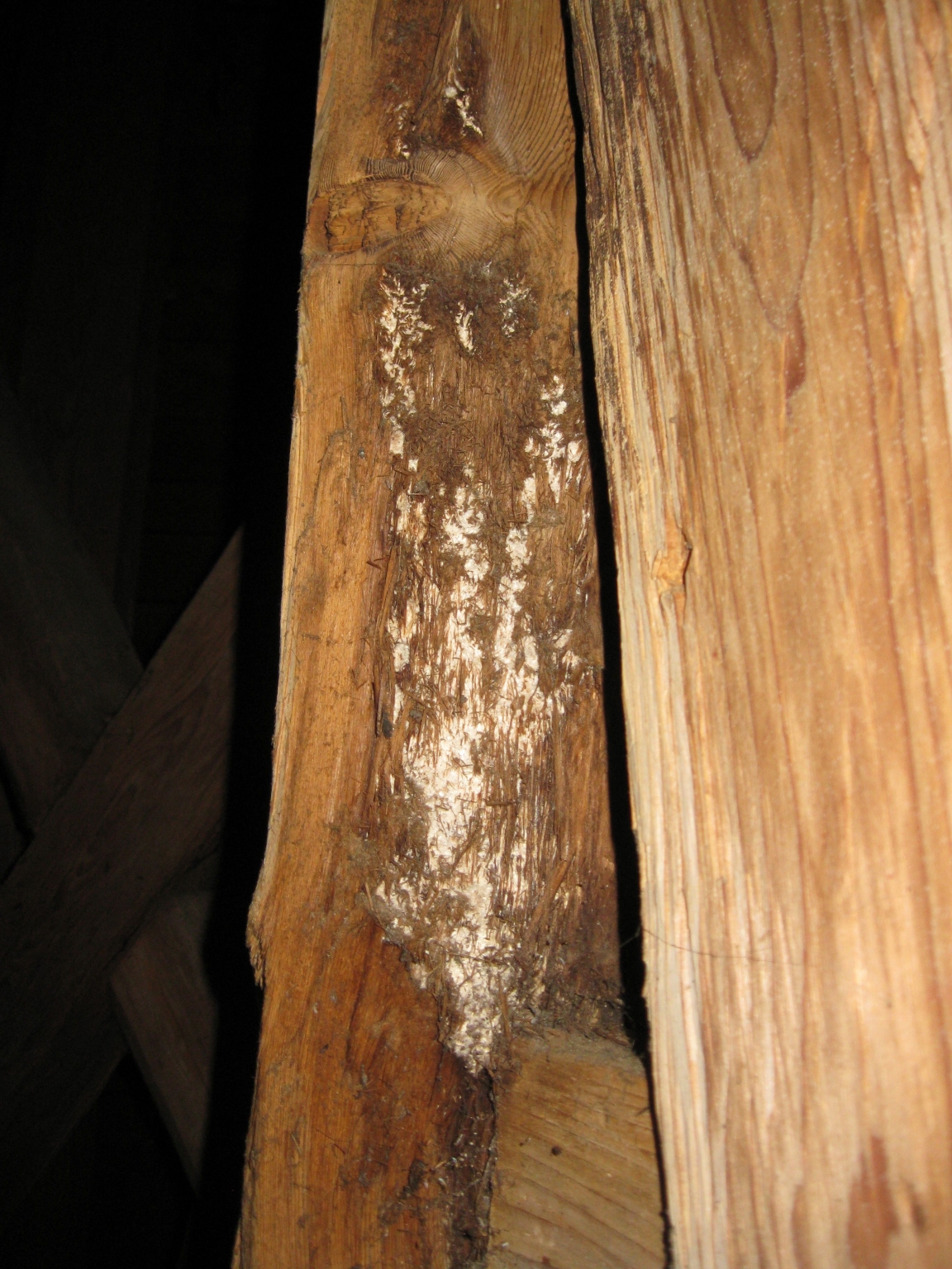 Mazeration von Holz - monumentconsult.de