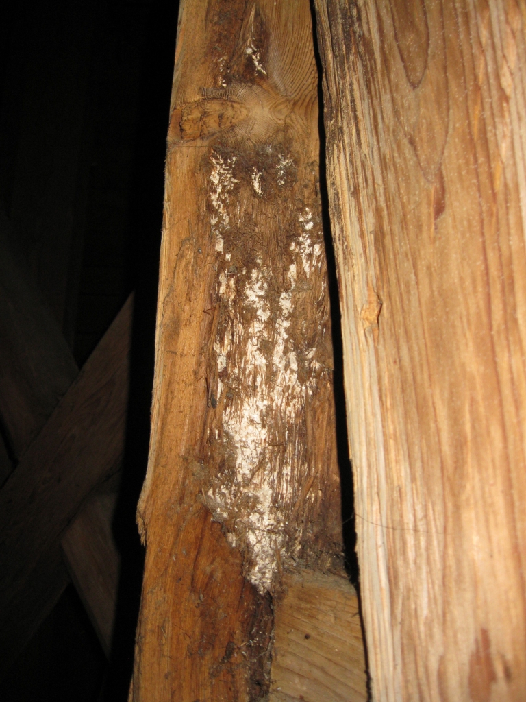 Mazeration von Holz - monumentconsult.de